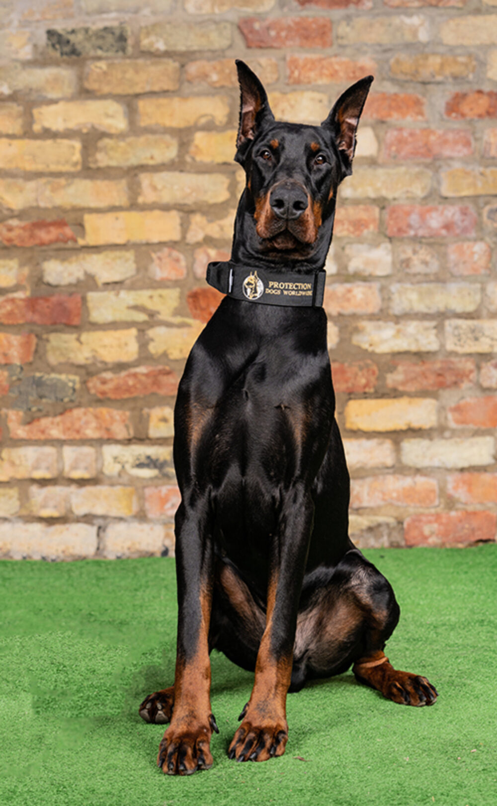 Rambo | Protective Dog for Sale