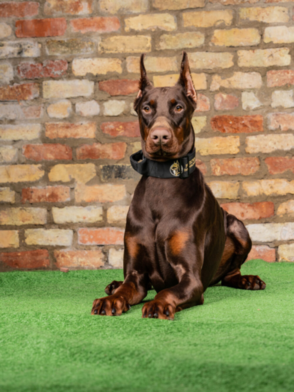 Ben – Doberman (Reserved) Call +44 7930 408458 For Available Dogs