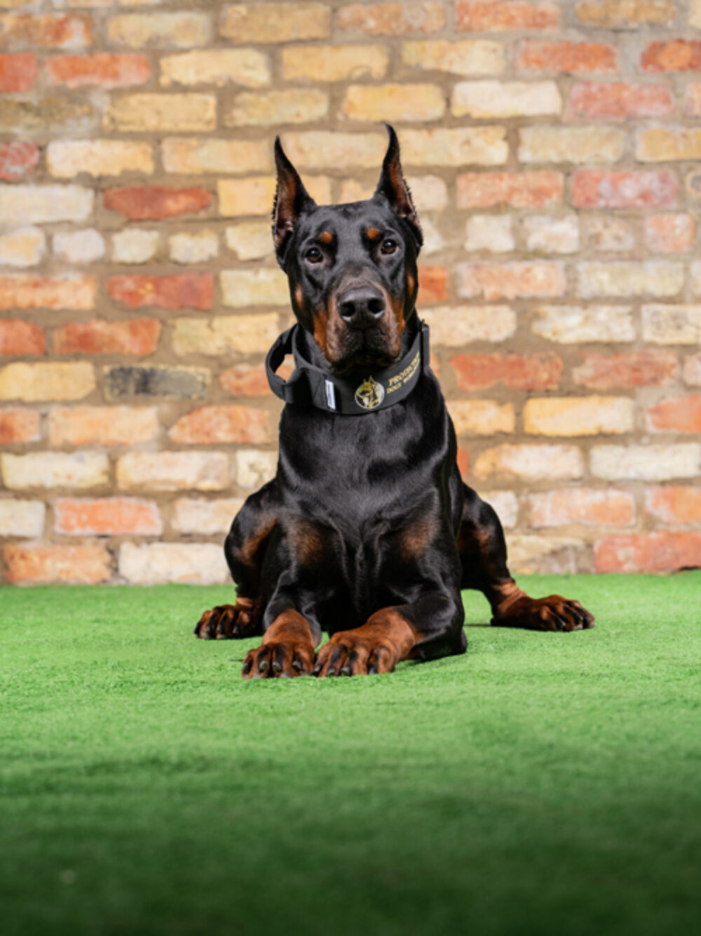 Shaman – Available Elite Family Protection Dogs for Sale