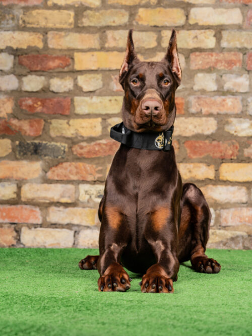 Ben – Doberman (Reserved) Call +44 7930 408458 For Available Dogs