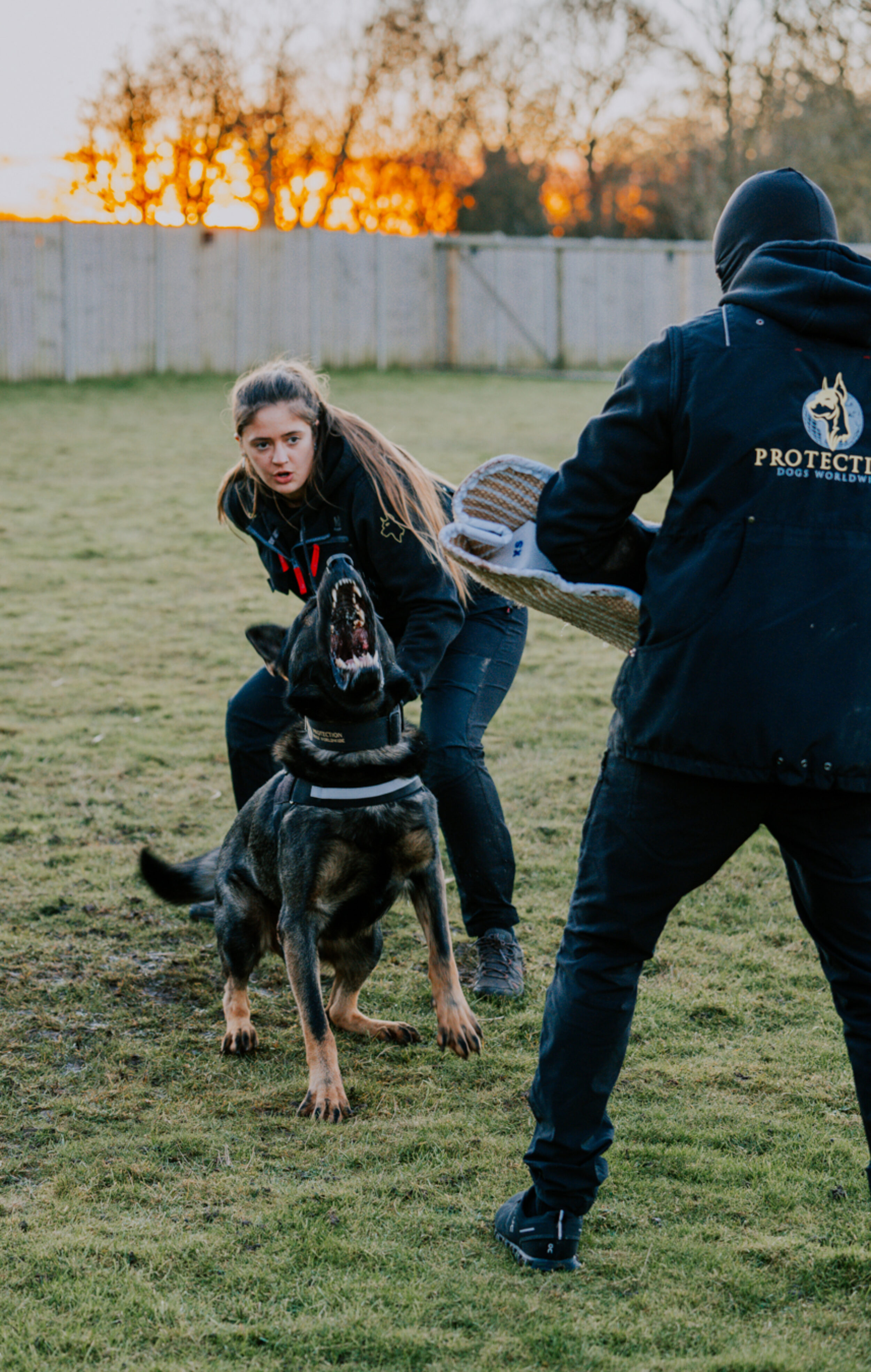 Protection Dogs Worldwide - Protection, Obedience & Puppy Training