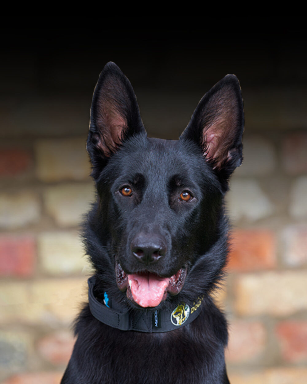 Protection Dogs - Personal & Family Protection Dogs for Sale UK