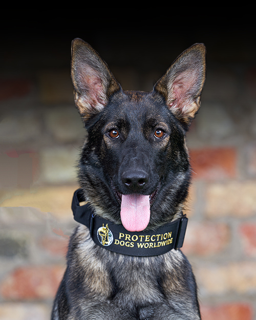 Protection Dogs - Personal & Family Protection Dogs for Sale UK