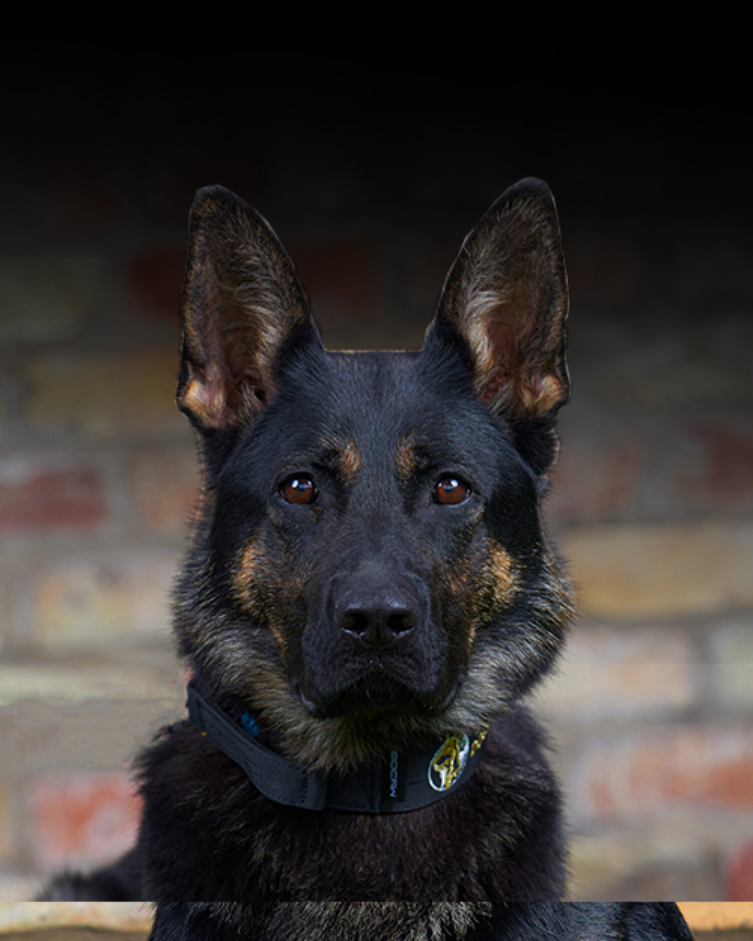Are Galician Shepherd Dog Aggressive