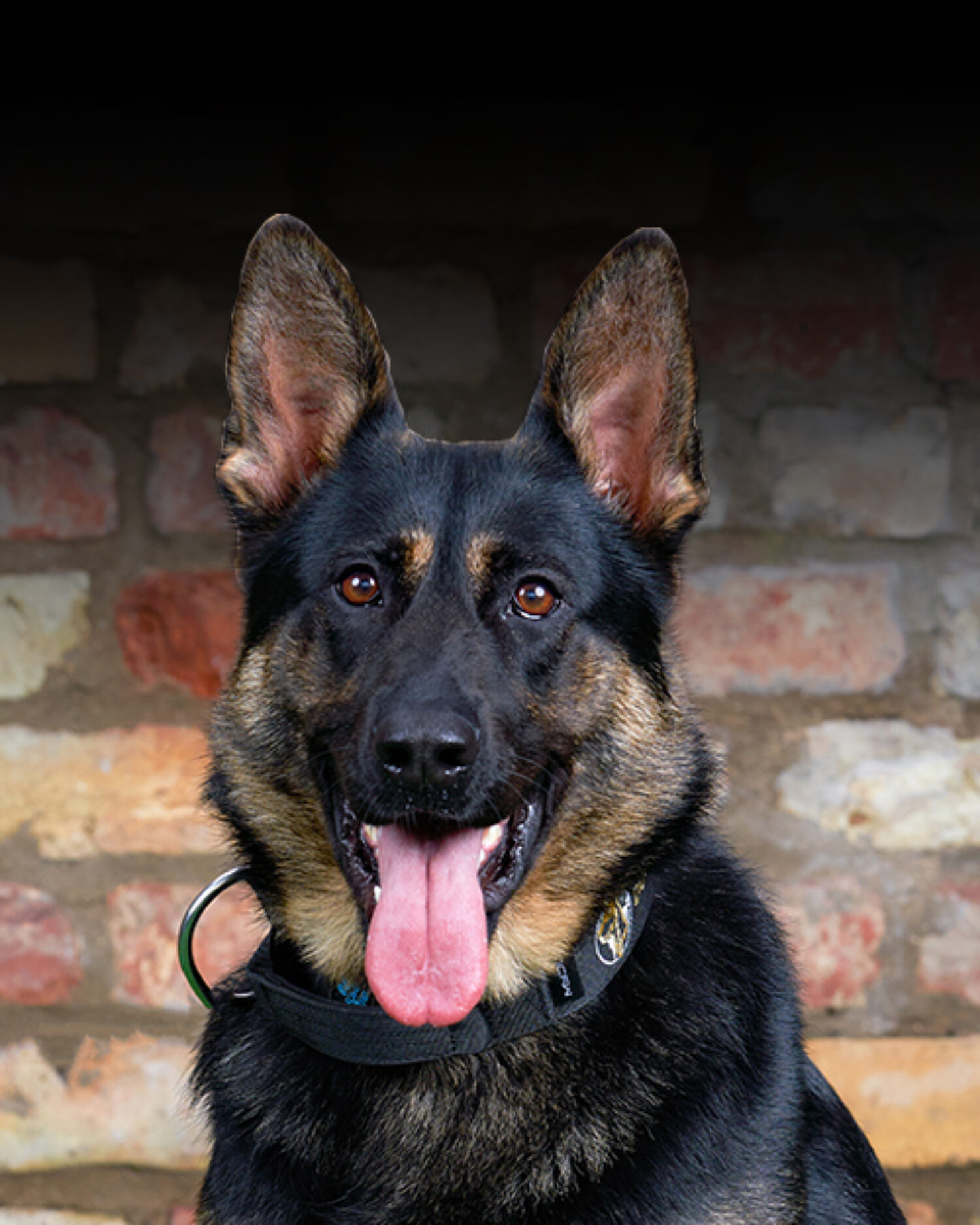 Korky - Protection Dogs Worldwide