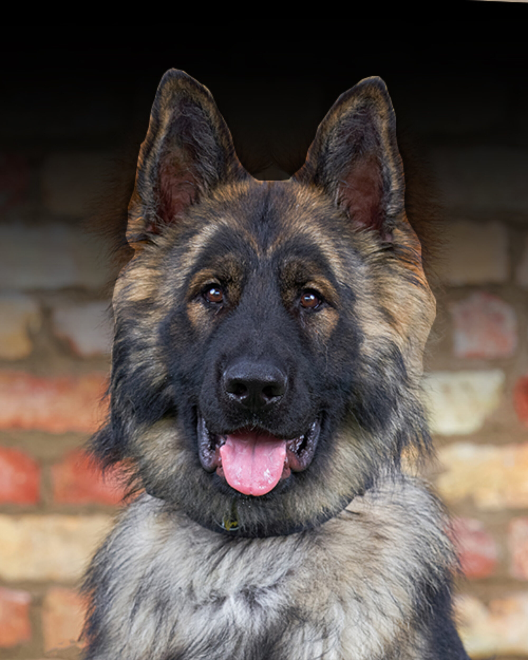 Jet - German Shepherd (Reserved) Call +44 7930 408458 For Available Dogs