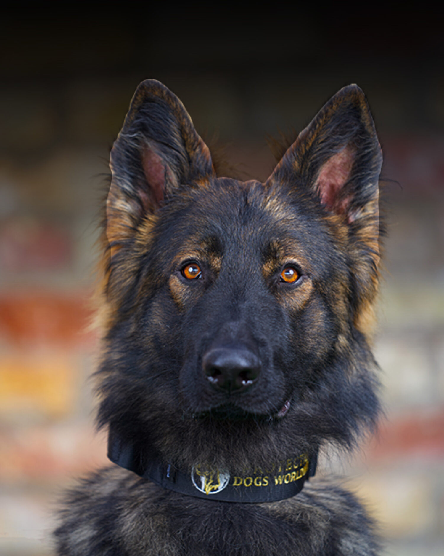 Trained German Shepherd Personal & Family Protection Dogs for Sale Uk