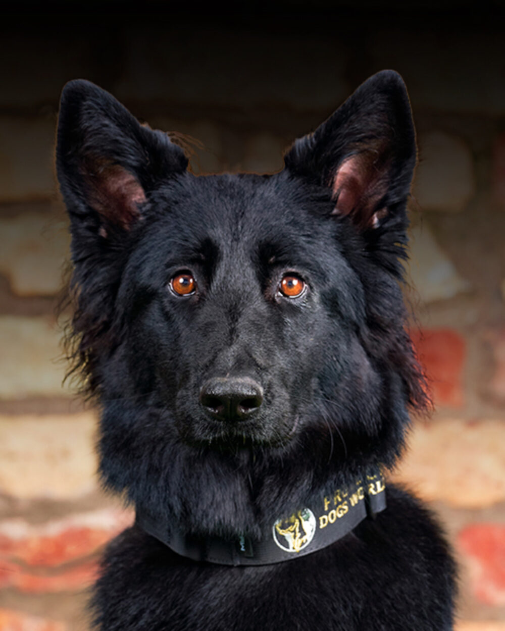 Protection Dogs - Personal & Family Protection Dogs for Sale UK