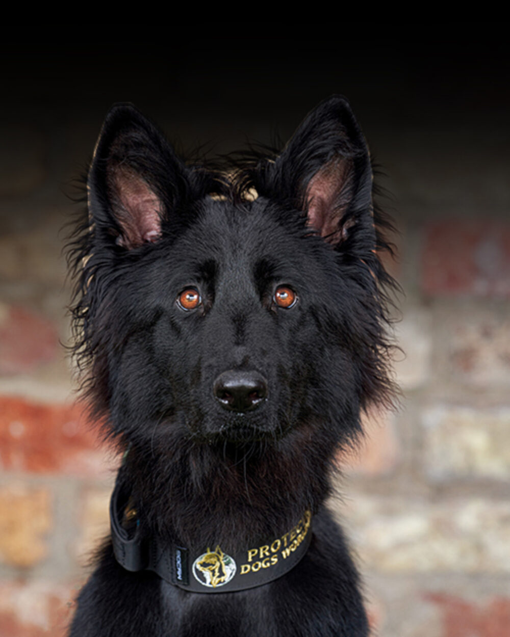 Protection Dogs - Personal & Family Protection Dogs for Sale UK