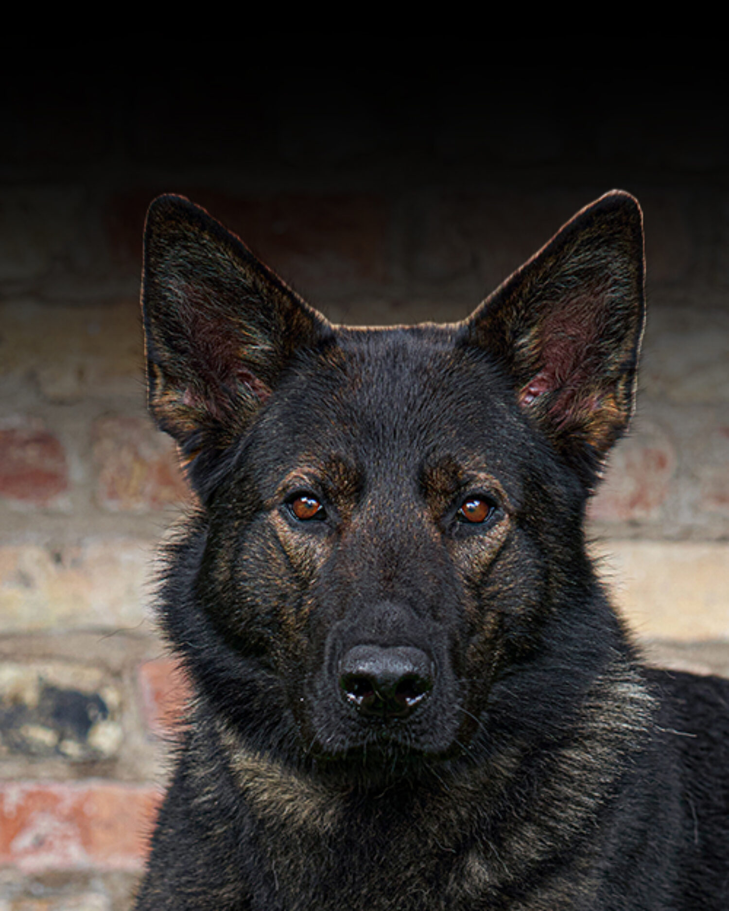 Trained German Shepherd Personal & Family Protection Dogs for Sale Uk