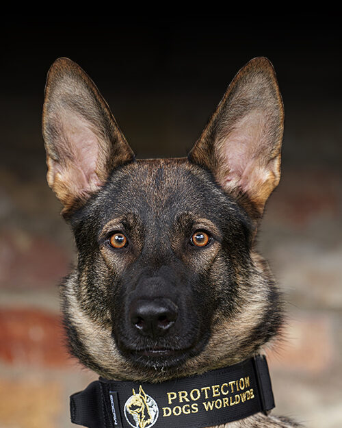 Protection Dogs - Personal & Family Protection Dogs for Sale UK