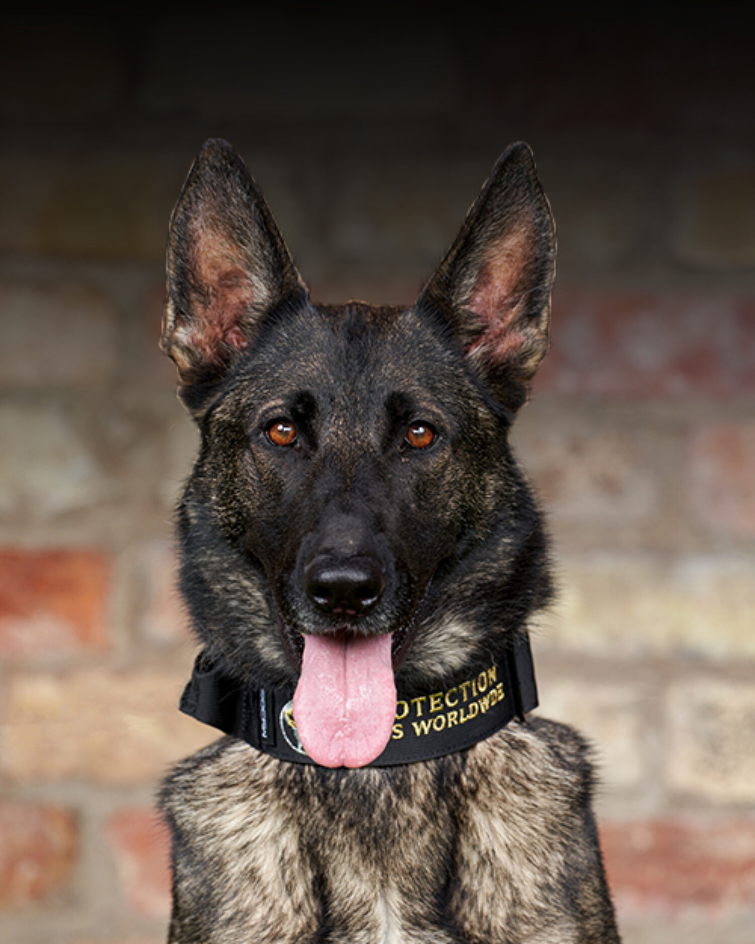 Trained German Shepherd Personal & Family Protection Dogs for Sale Uk