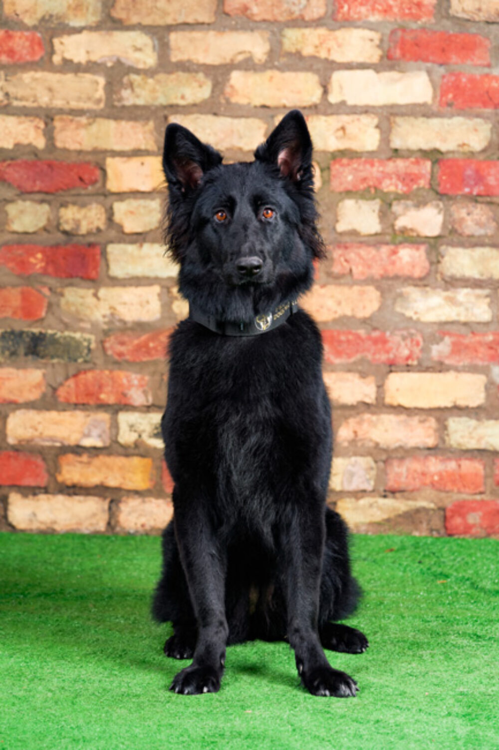 Kyra - German Shepherd Call +44 7930 408458 For Available Dogs