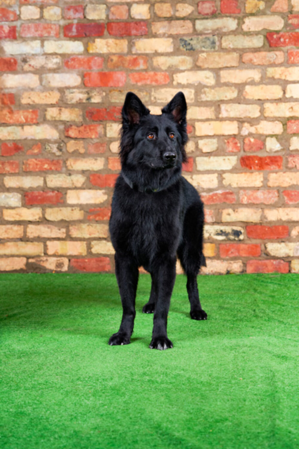 Kyra - German Shepherd Call +44 7930 408458 For Available Dogs