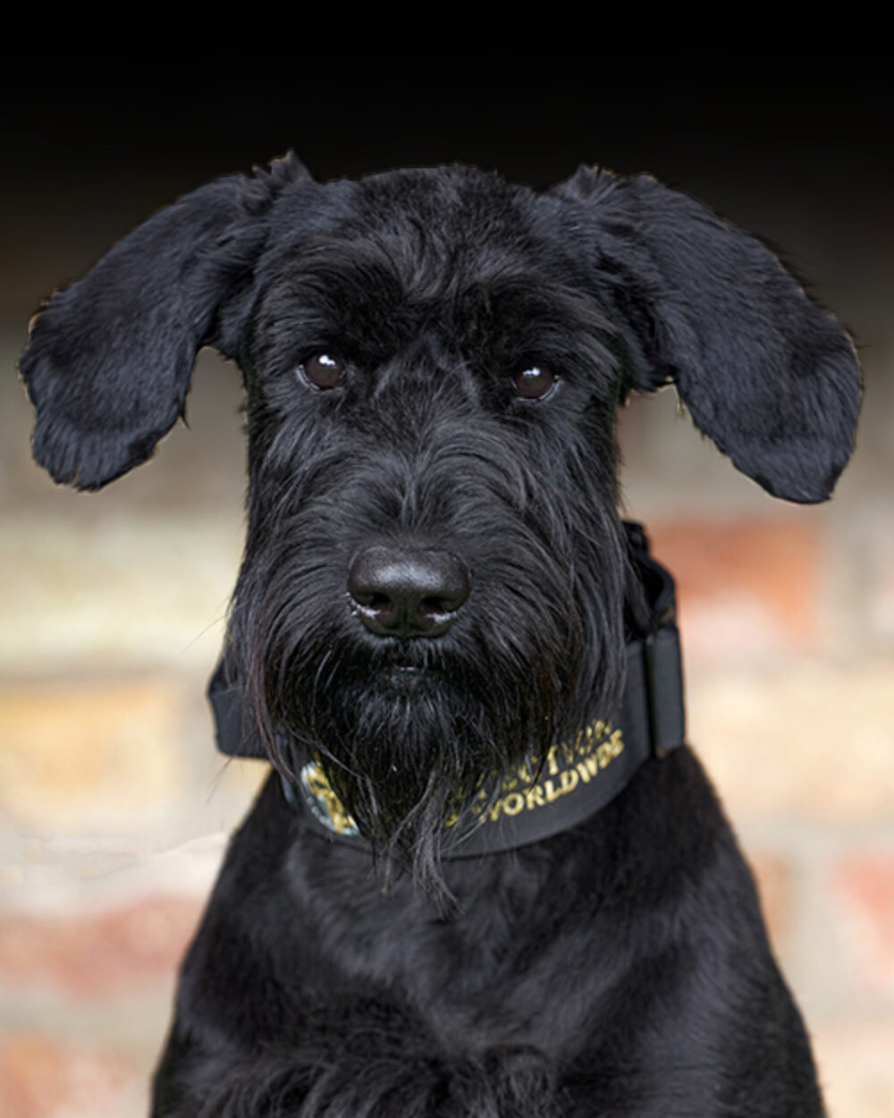 Choosing the Perfect Protection Dog for Your Family