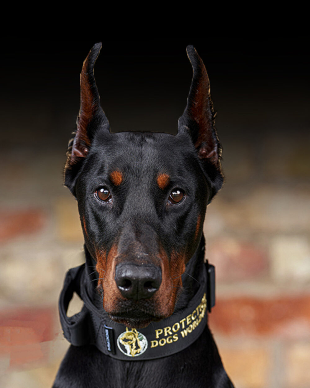 Protection Dogs - Personal & Family Protection Dogs for Sale UK