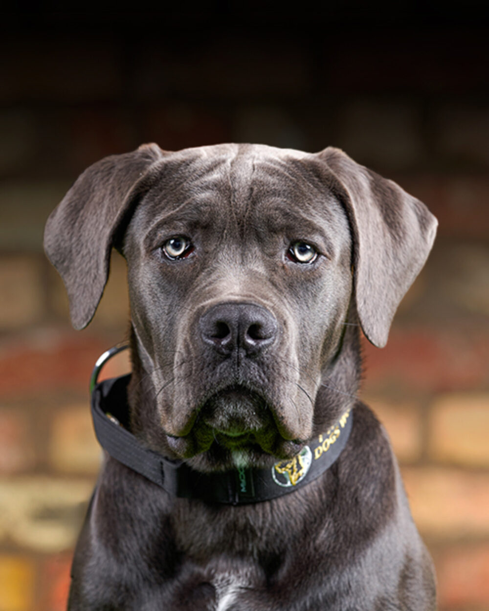 Protection Dogs - Personal & Family Protection Dogs for Sale UK