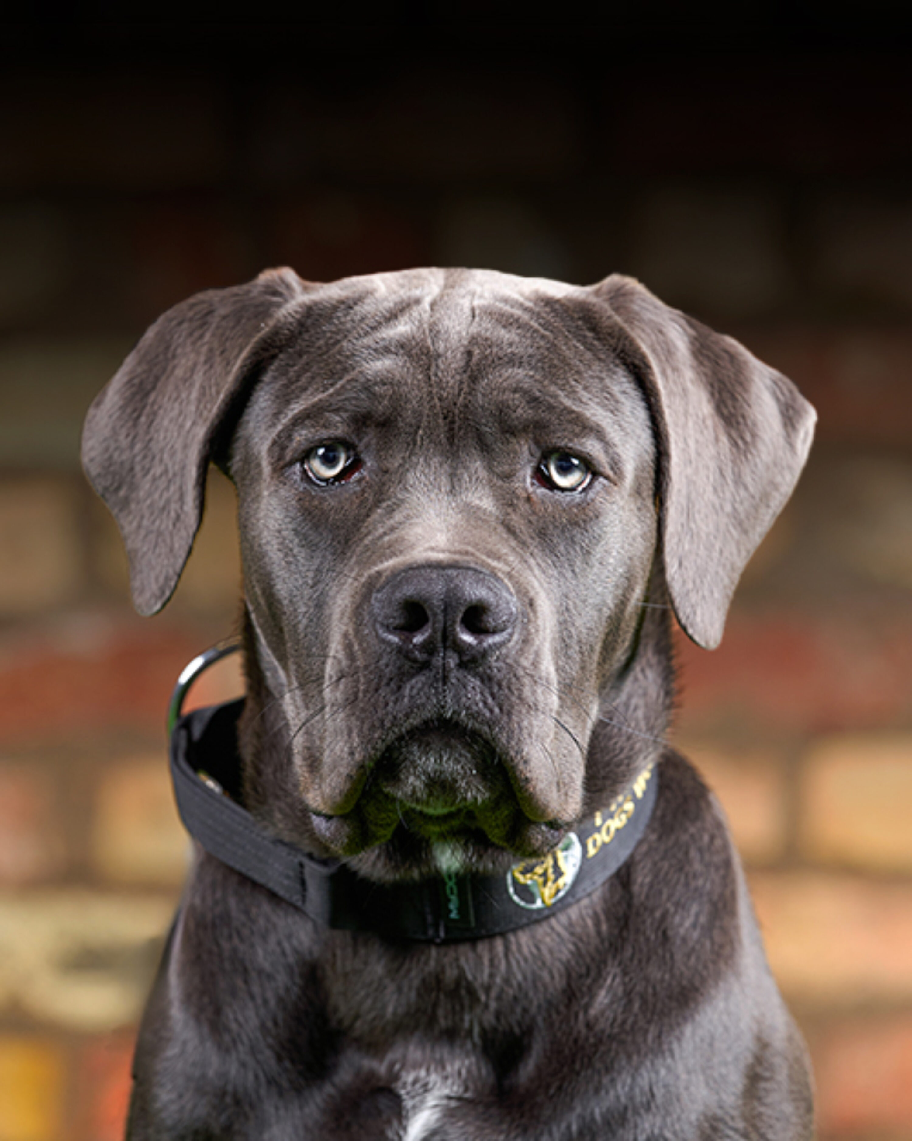 Boston - Protection Dogs Worldwide