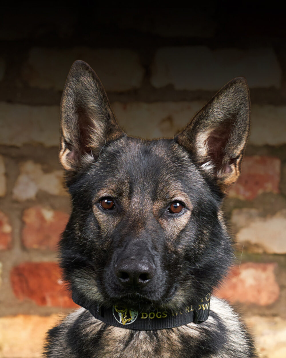 Protection Dogs - Personal & Family Protection Dogs for Sale UK