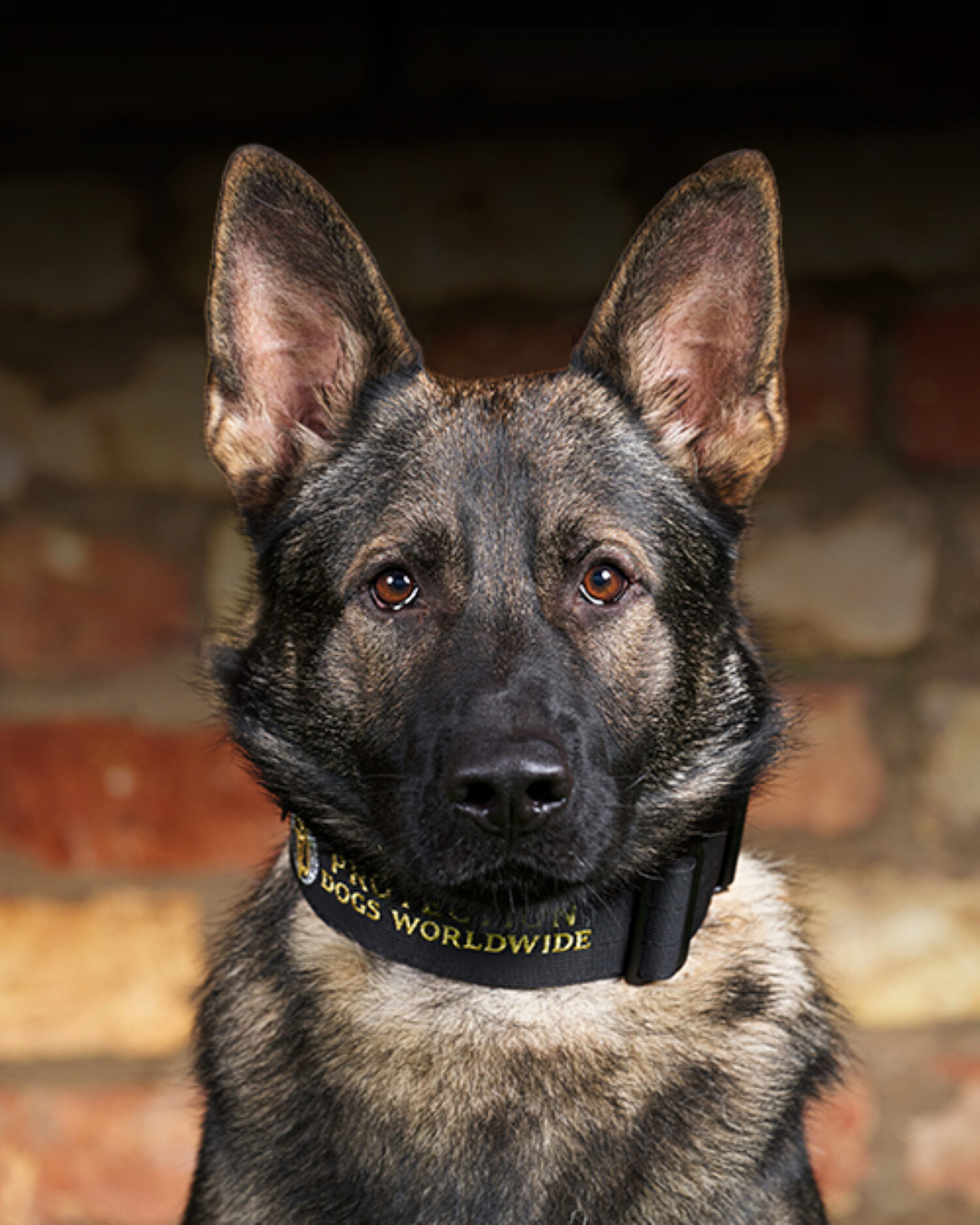 German Shepherd Protection Dogs for Sale | Protection Dogs UK