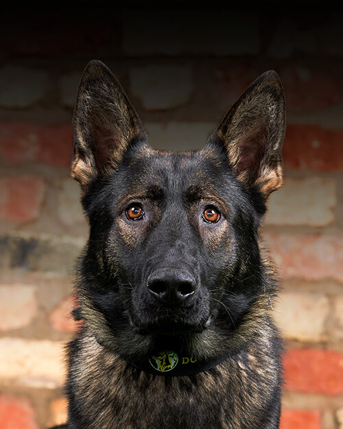 Protection Dogs - Personal & Family Protection Dogs for Sale UK