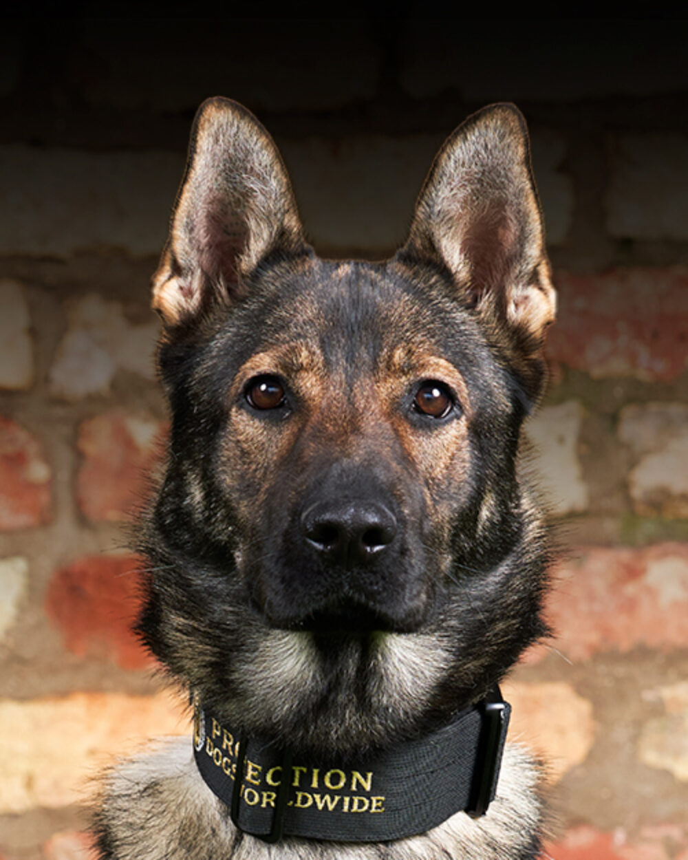 Protection Dogs - Personal & Family Protection Dogs for Sale UK