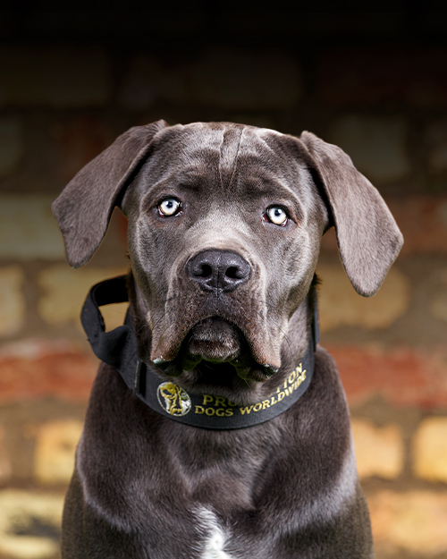 Protection Dogs - Personal & Family Protection Dogs for Sale UK