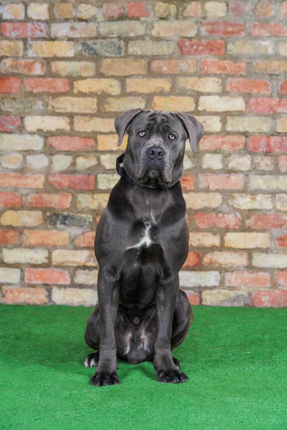 Boston | Premium Family Protection Dog for Sale