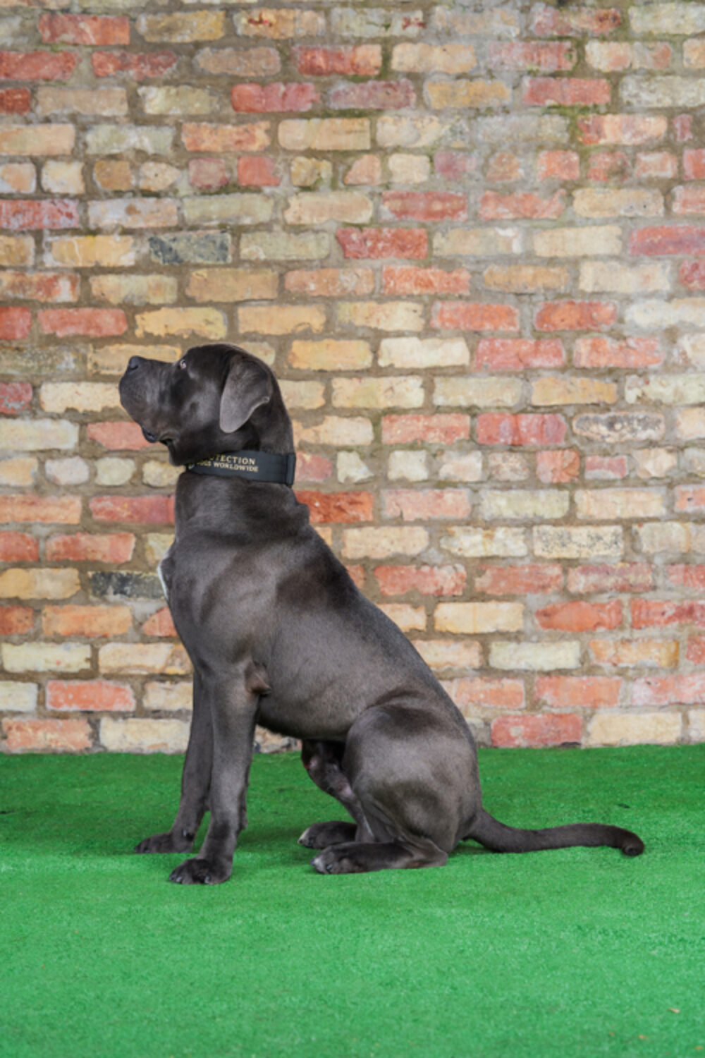 Boston | Premium Family Protection Dog for Sale