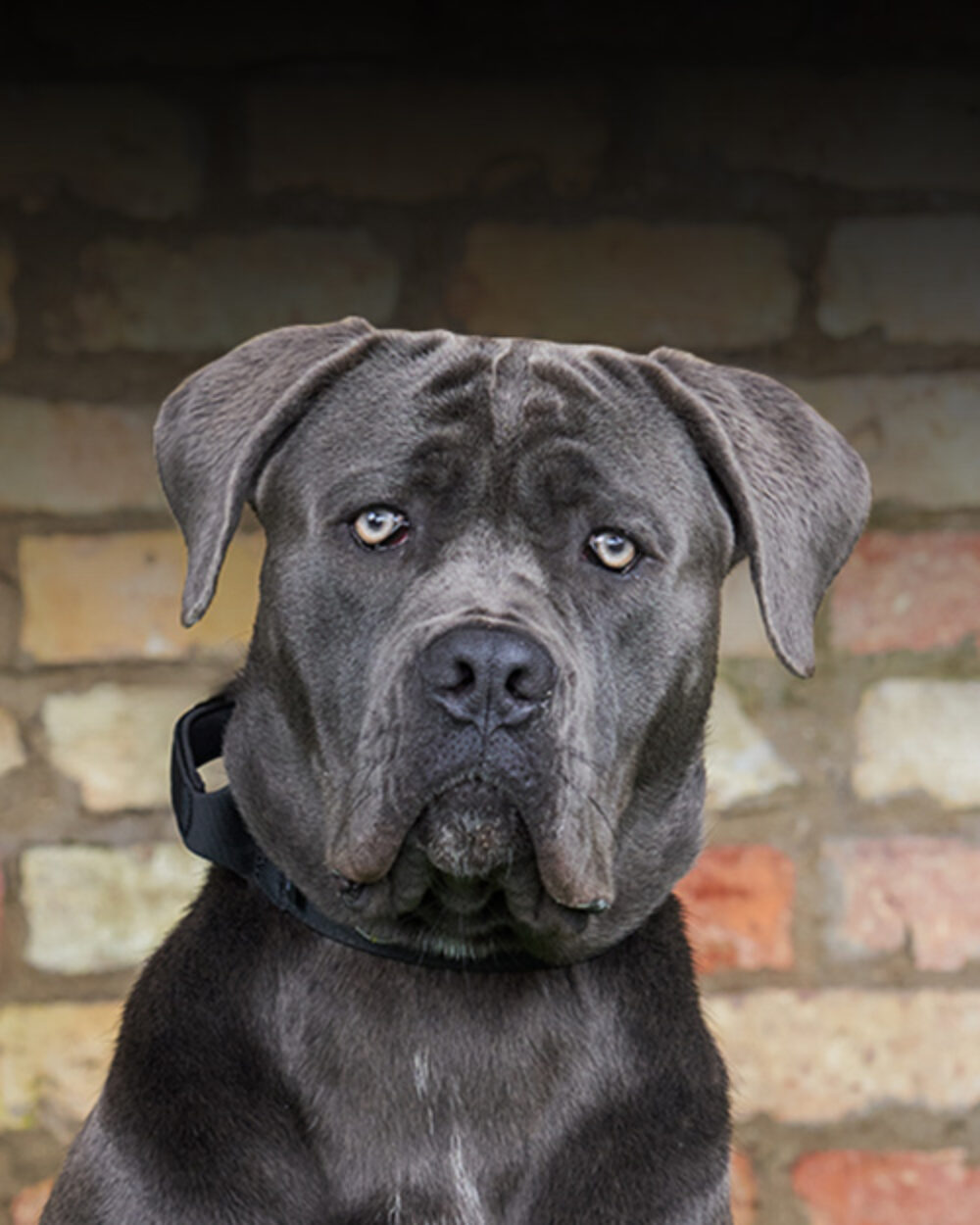 Protection Dogs - Personal & Family Protection Dogs for Sale UK