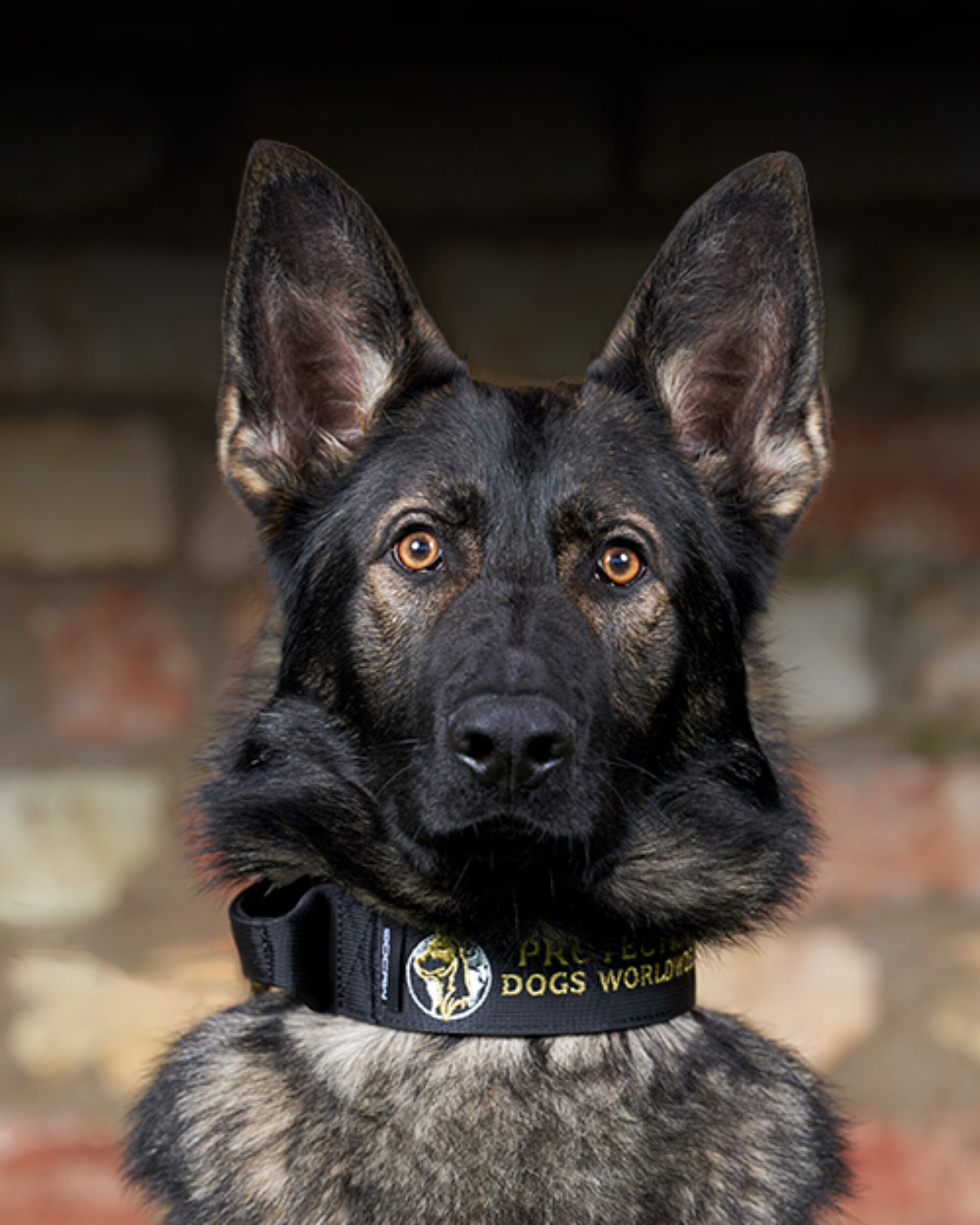 Dexter - Sold Personal Protection Dog | Protection Dogs UK