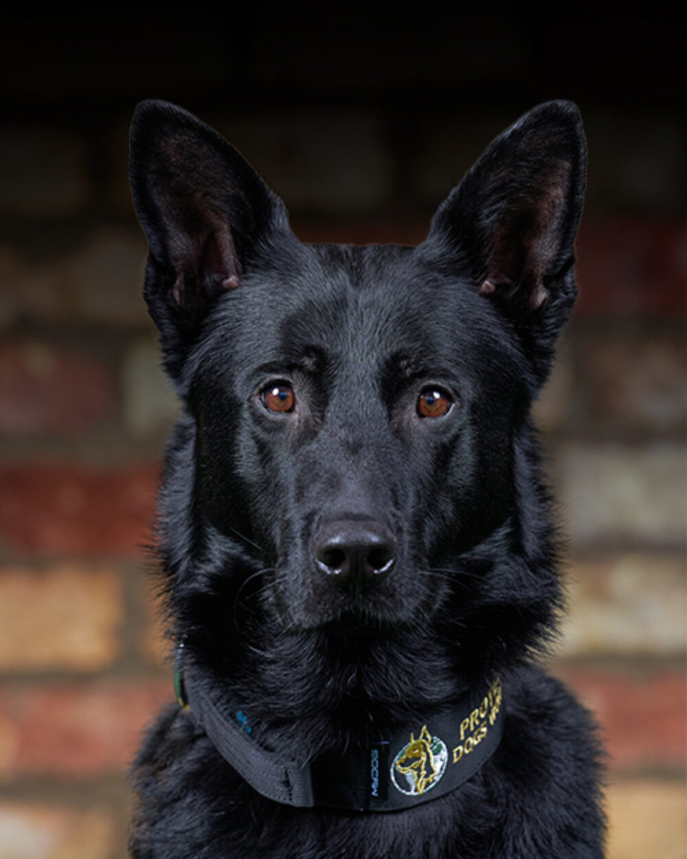 Choosing the Perfect Protection Dog for Your Family