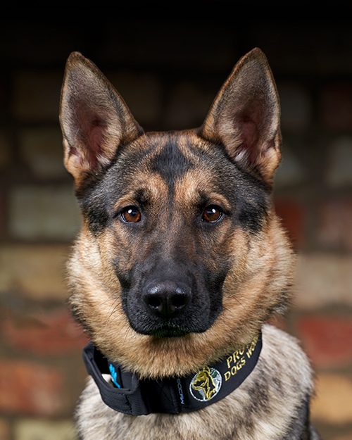 Protection Dogs - Personal & Family Protection Dogs for Sale UK