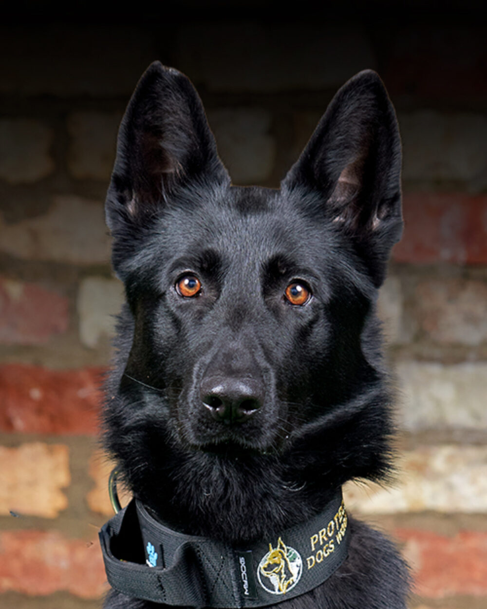 Protection Dogs - Personal & Family Protection Dogs for Sale UK