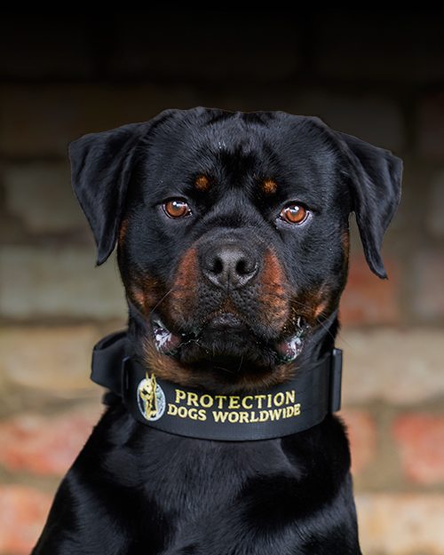 Protection Dogs - Personal & Family Protection Dogs for Sale UK