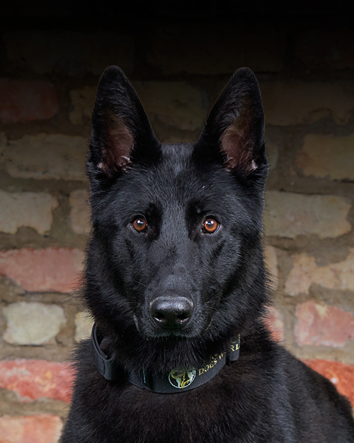 Protection Dogs - Personal & Family Protection Dogs for Sale UK