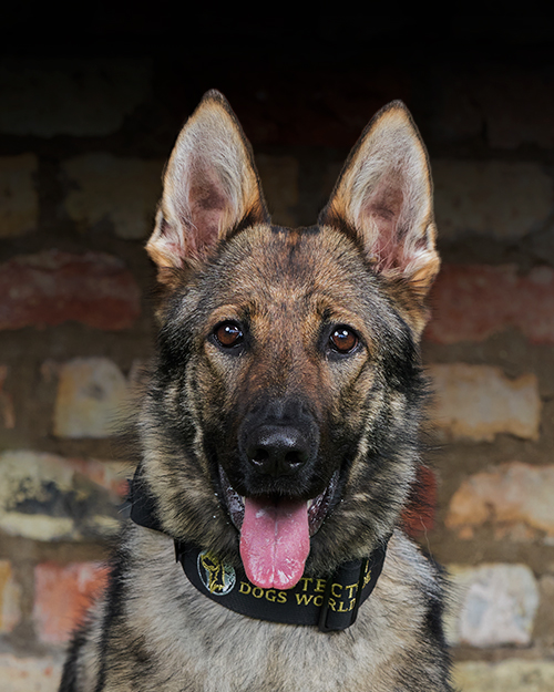 Protection Dogs - Personal & Family Protection Dogs for Sale UK