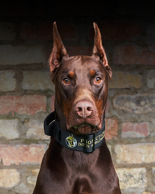 Protection Dogs - Personal & Family Protection Dogs for Sale UK