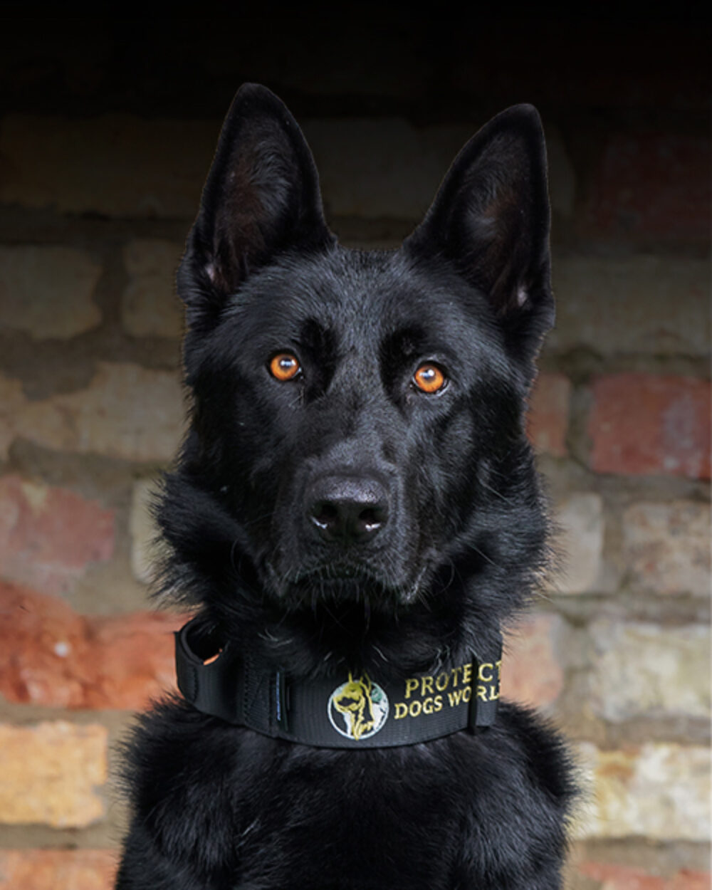 Protection Dogs - Personal & Family Protection Dogs for Sale UK