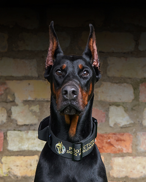 Protection Dogs - Personal & Family Protection Dogs for Sale UK