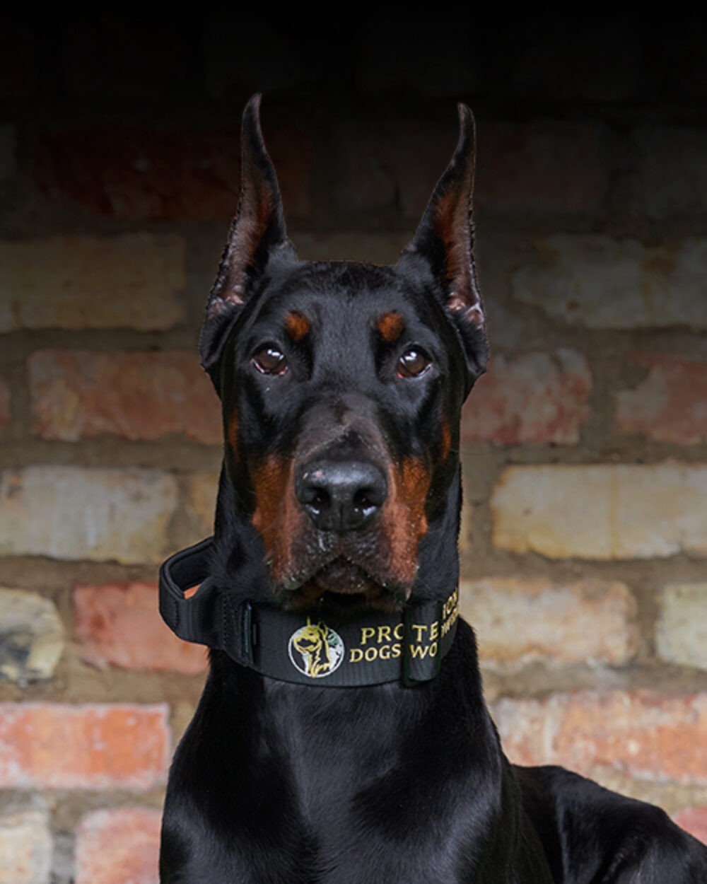 Protection Dogs - Personal & Family Protection Dogs for Sale UK