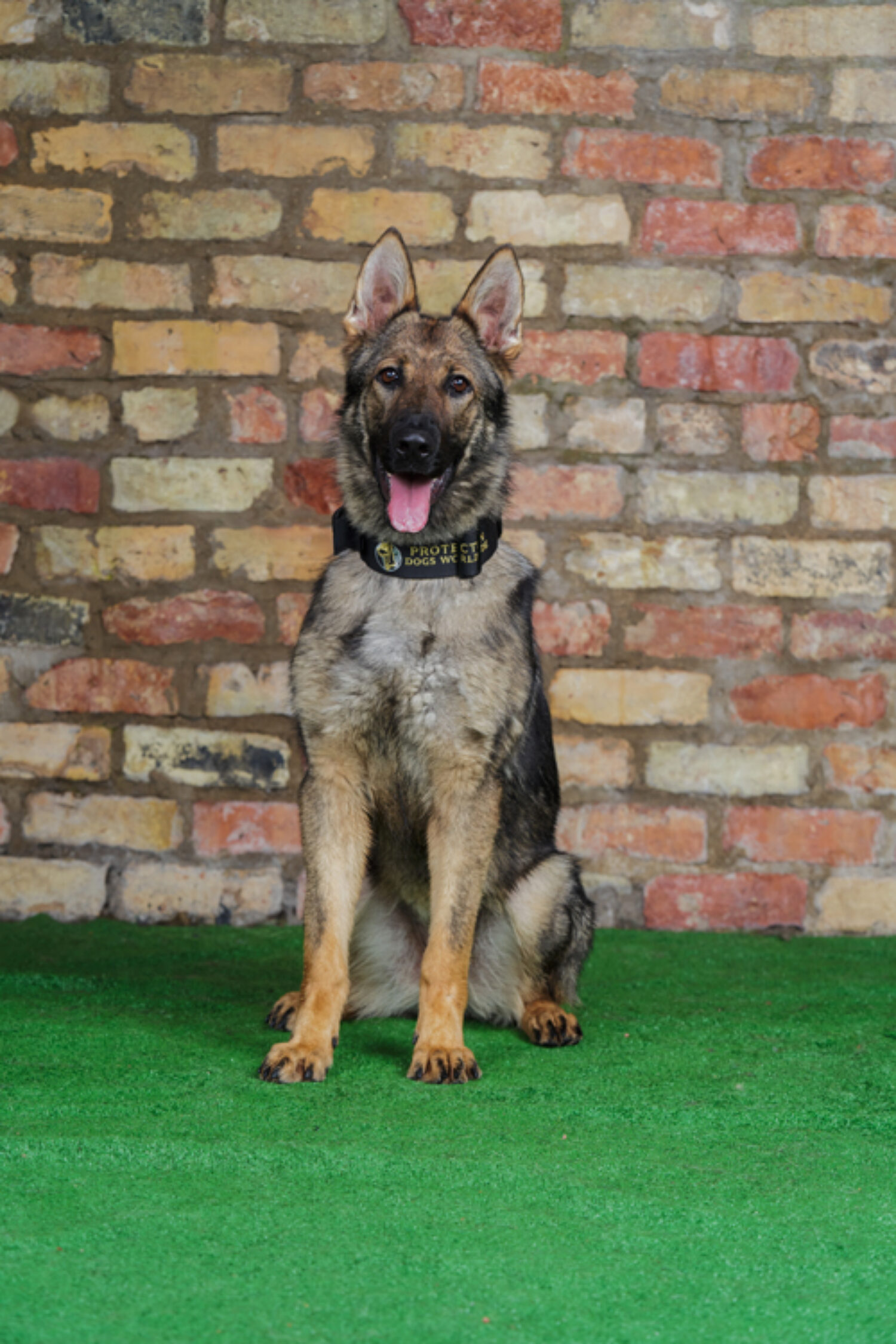 Gigi - Protection Dogs Worldwide