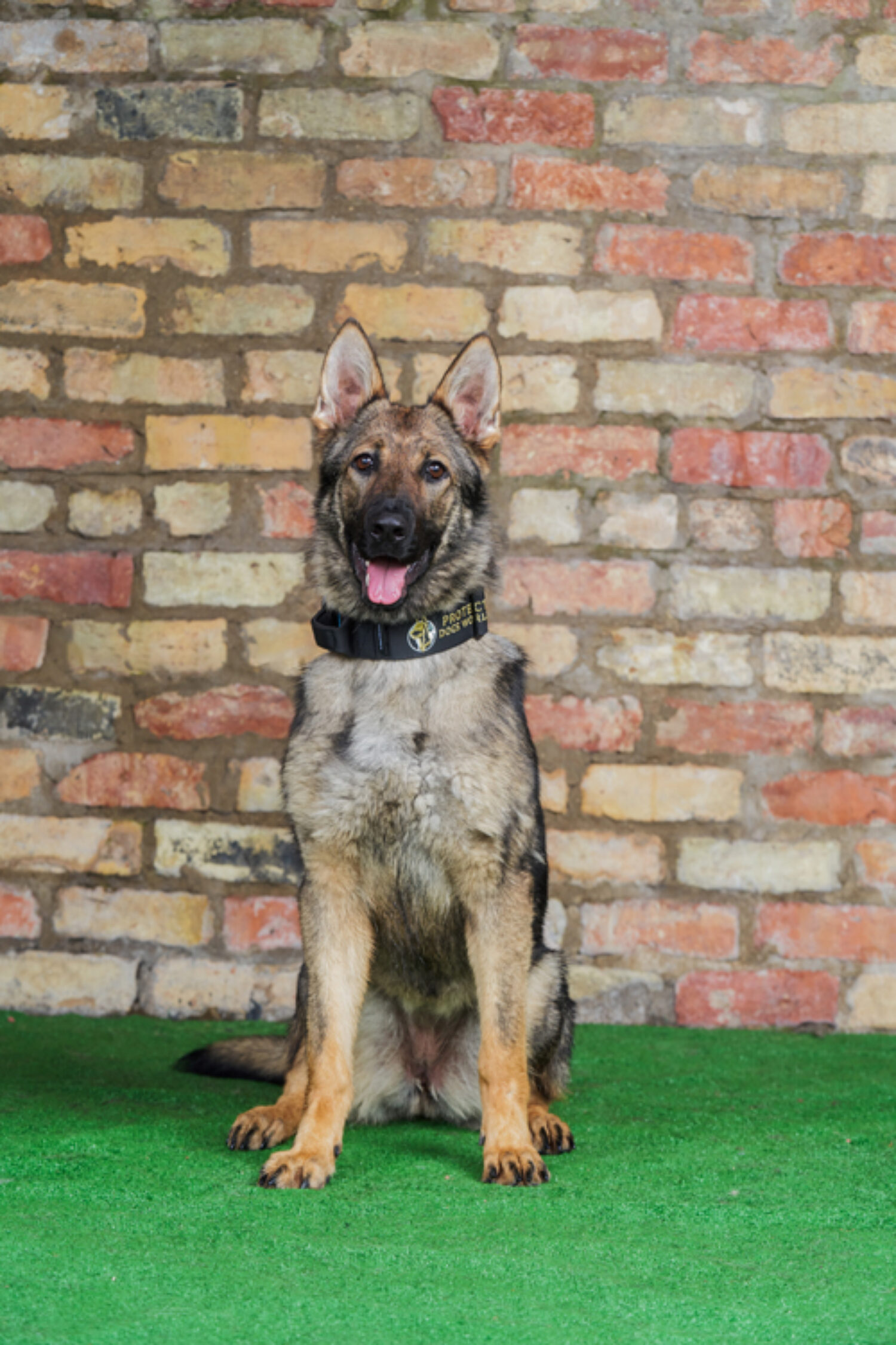Gigi - Protection Dogs Worldwide