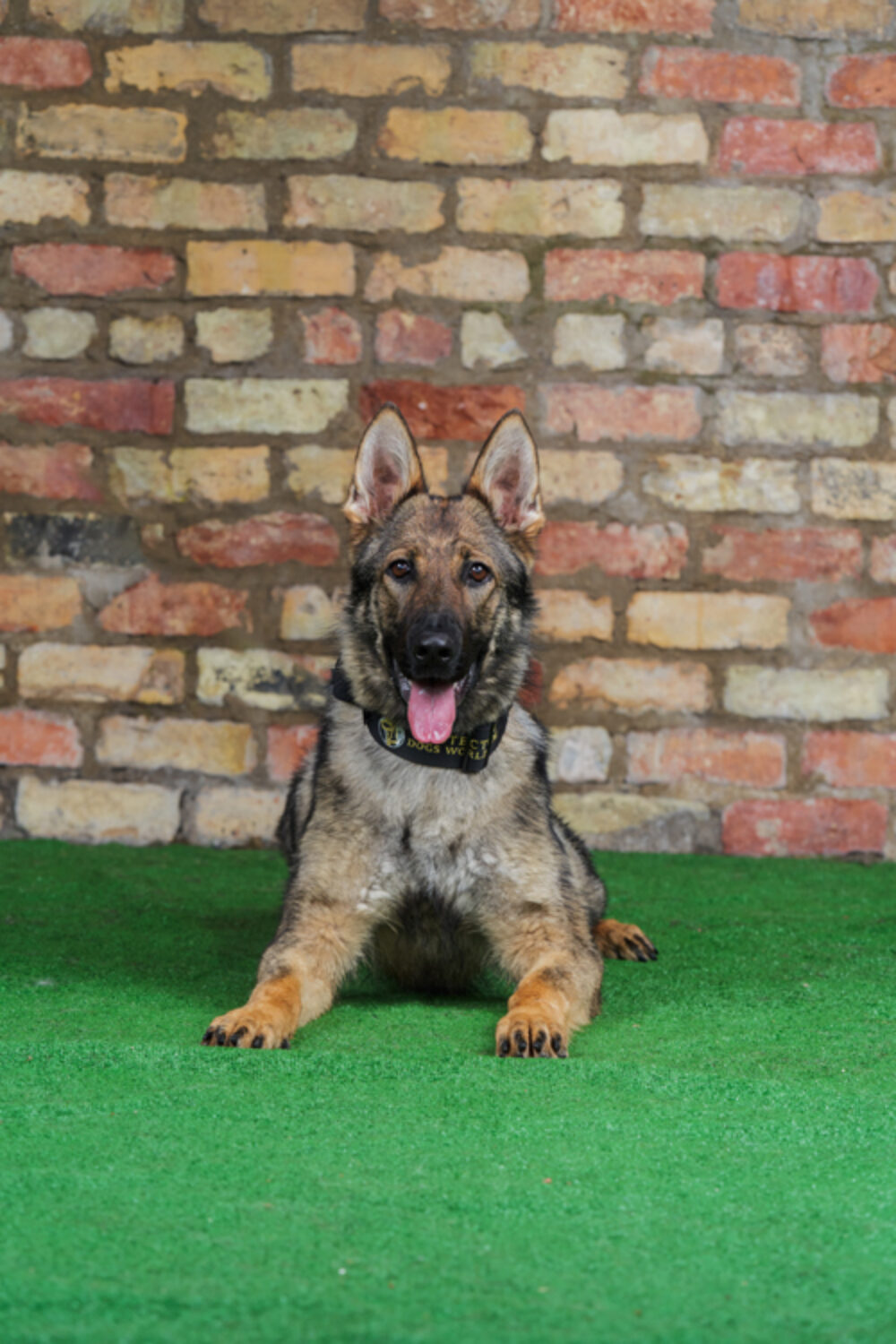 Gigi - Protection Dogs Worldwide