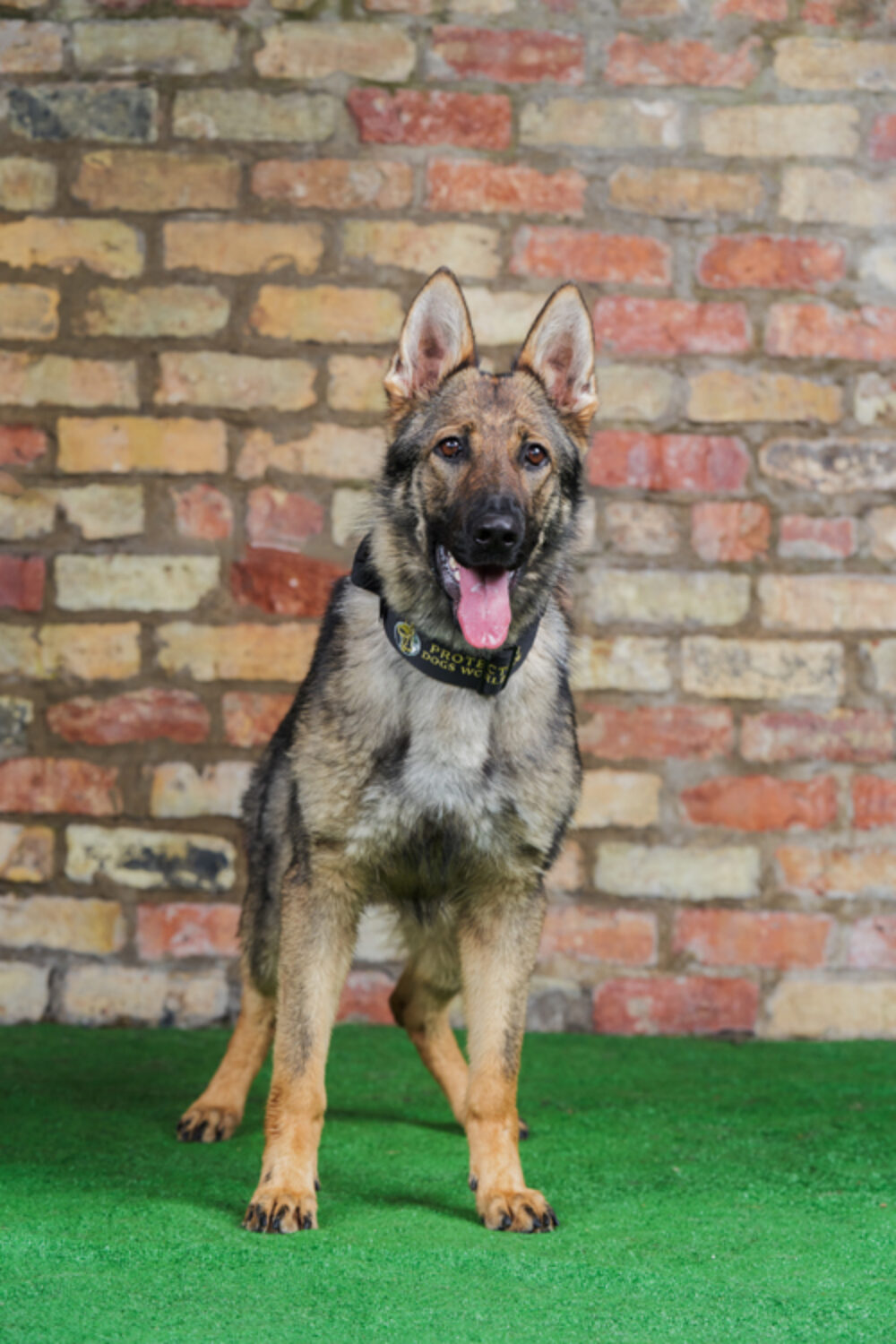 Gigi - Protection Dogs Worldwide