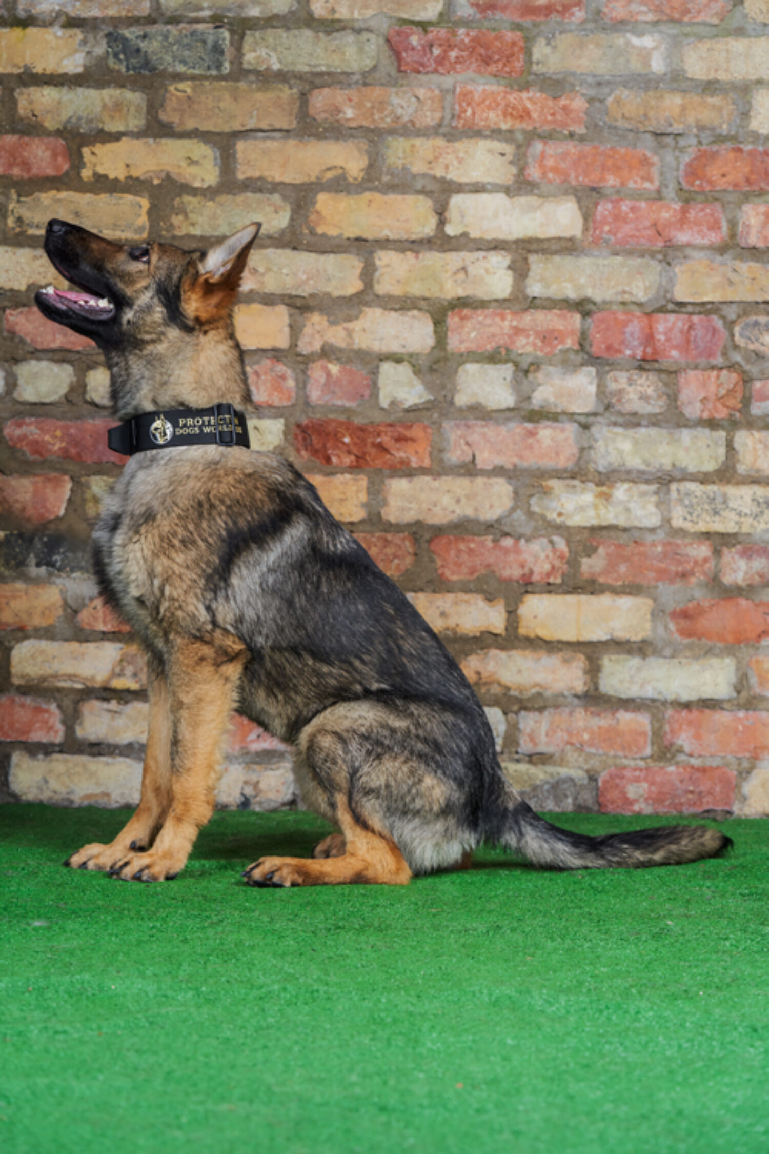 Gigi - Protection Dogs Worldwide