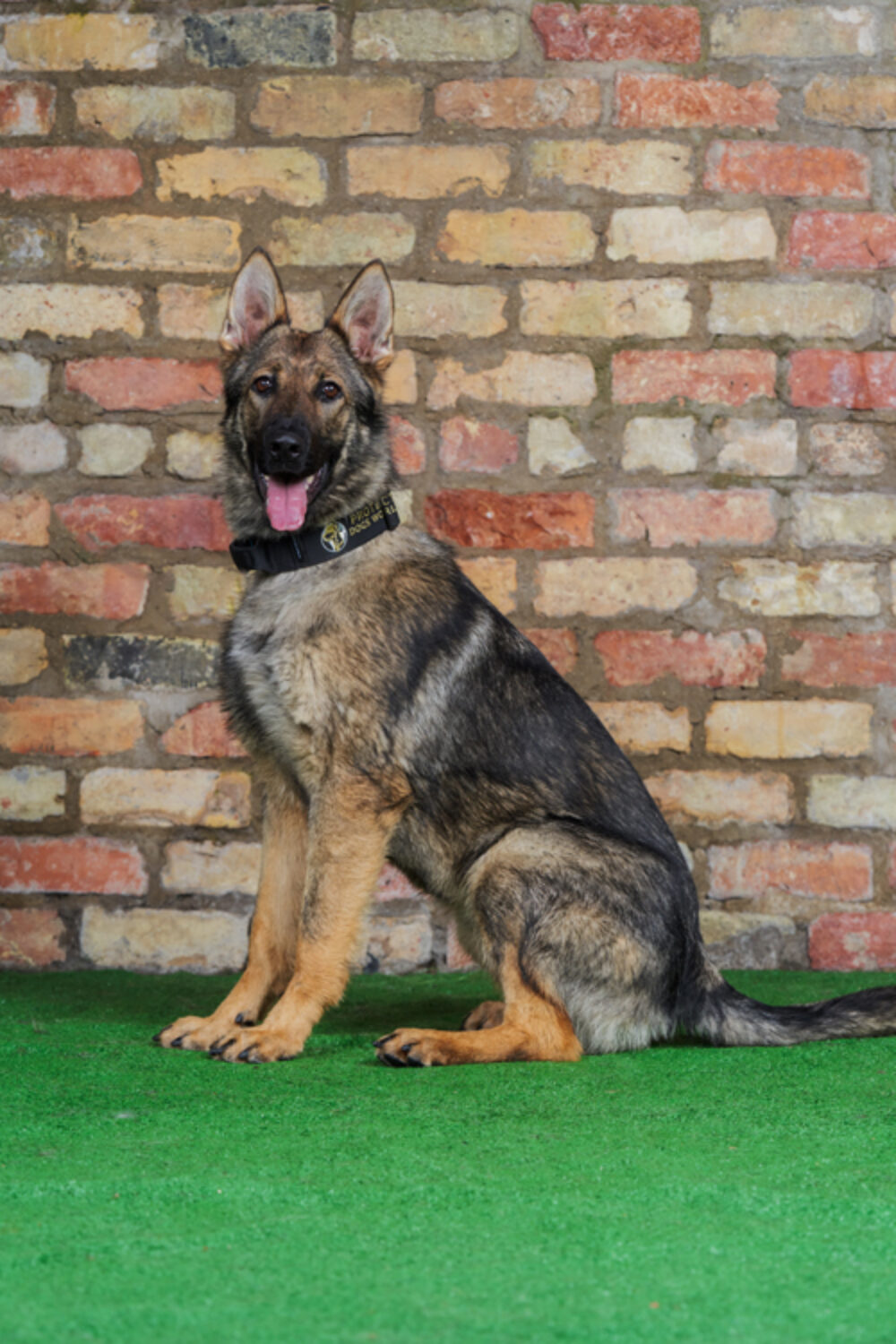 Gigi - Protection Dogs Worldwide