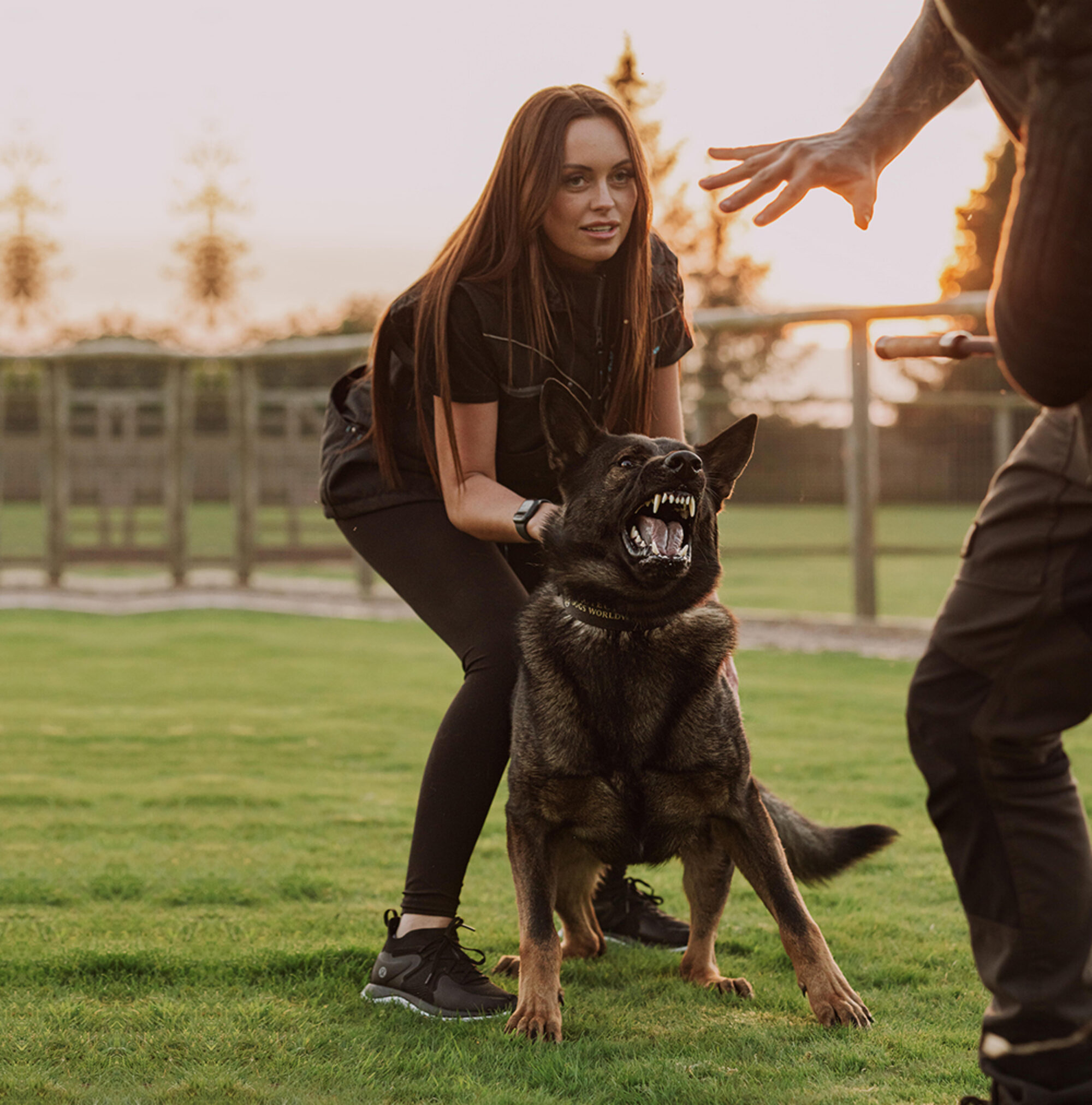 Scenario Training for Working Dogs | Protection Dogs UK