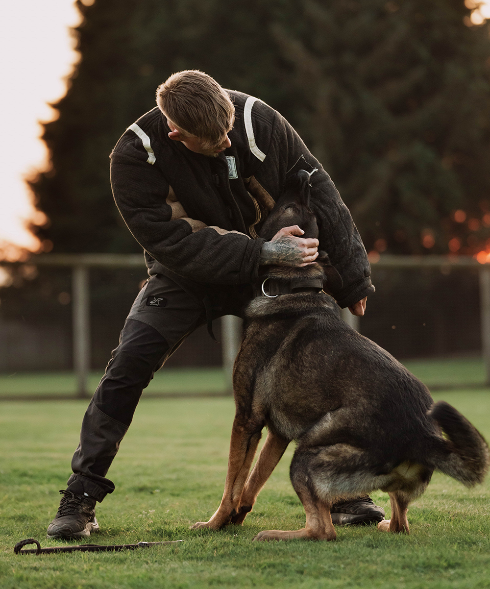 Protection Dogs - Personal & Family Protection Dogs for Sale UK