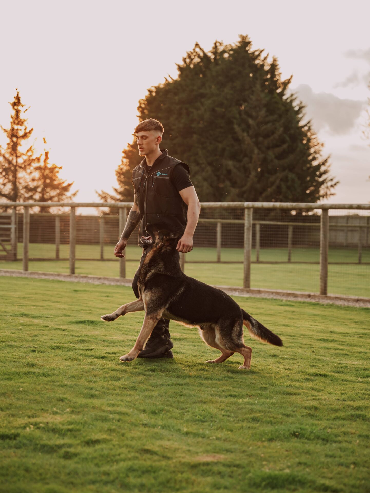 Top Protection Dog Breeds | Protection Dogs UK